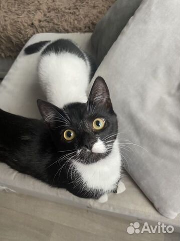 Кошка Кузя