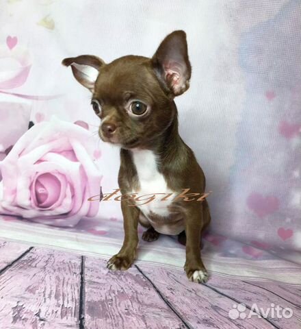 Чихуахуа девочка маленькая шоколадная детка