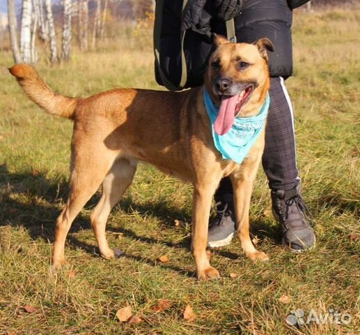 Спасите Джули из приюта