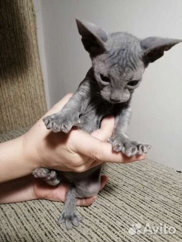 Котенок Донской сфинкс