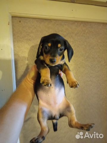 Щенок таксы