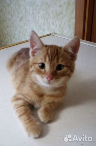 SOS милые котята 2,5 месяца ищут дом. Есть только