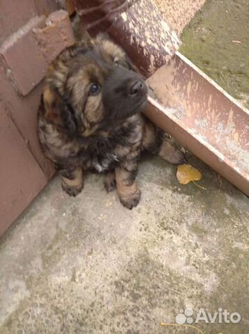 Красивый щенок в добрые руки