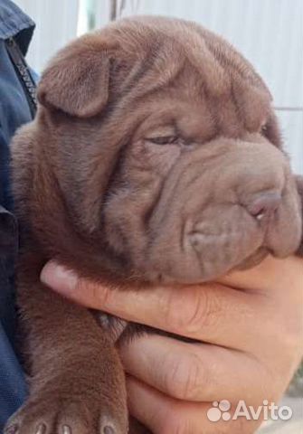 Шарпейчики