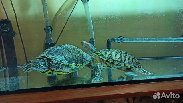 Черепашки красноухие