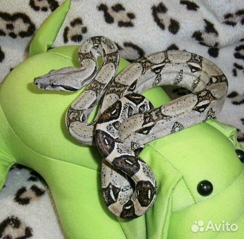 Императорский удав, змея