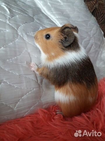 Морская свинка