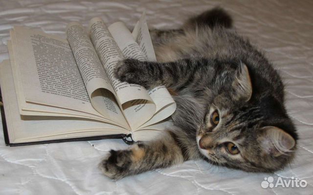 Котенок Чучи никому не нужен