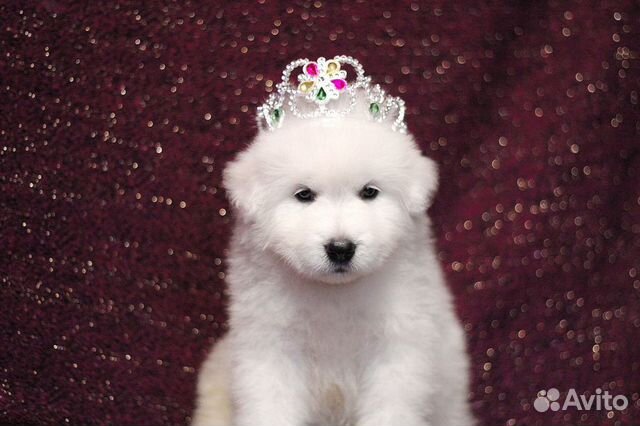 Маремма. Миросвет Зизу Винтерра