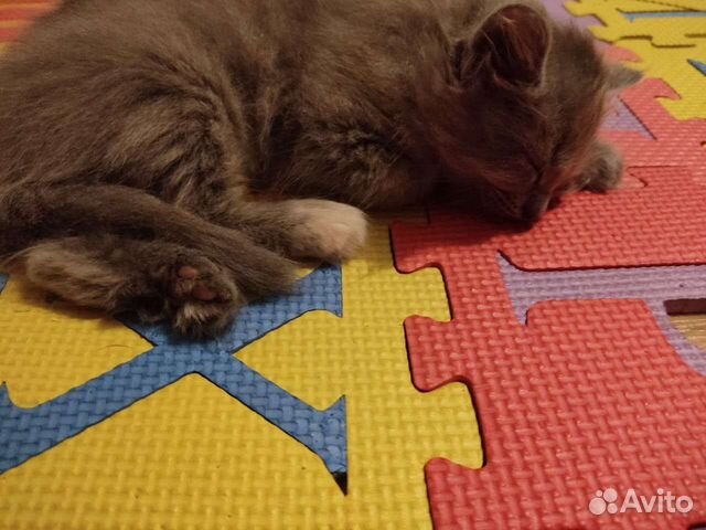 Британские котята бесплатно помесь