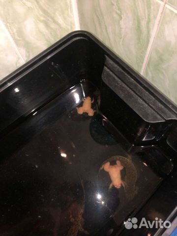 Лягушка и тритон
