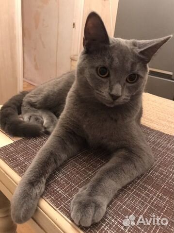 Прелестный котёнок русской голубой