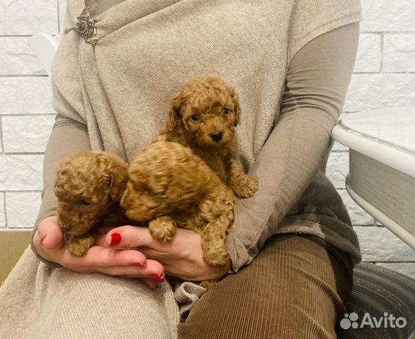 Той-пудель щенки красные Ред-браун яркие девочки