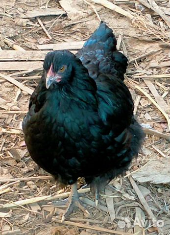 Куры-молодки и петушки