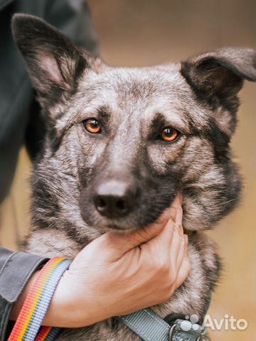 Собака Ронда в добрые руки