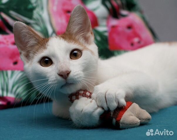 Трогательный котенок подросток Митя 6 месяцев в да