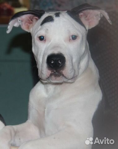 Амстафф.терьер