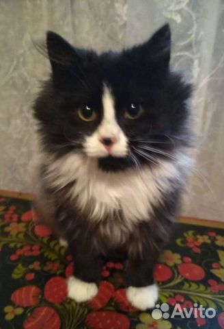 Котенок Бакс в добрые руки