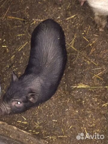 Вьетнамский хрячок 2 месяца