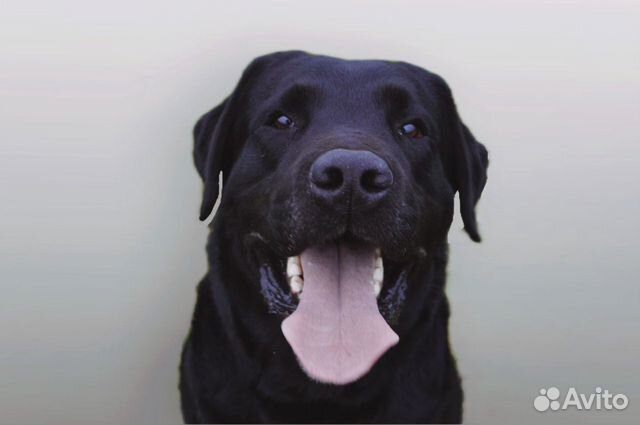 Лабрадор мальчик ищет дом