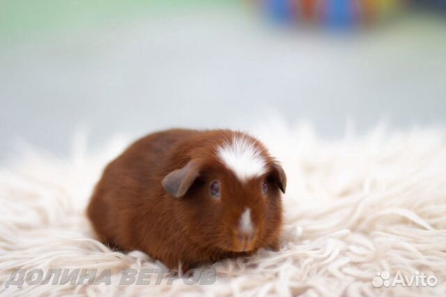 Морская свинка девочка американский крестед