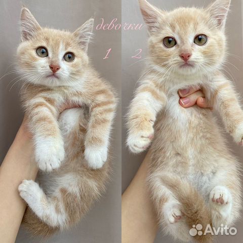 Бежевые котята девочки ищут семью