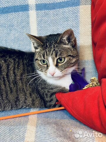 Симочка в добрые руки