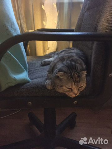 Кошка британка
