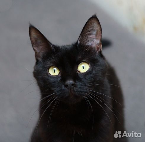Отдается черная кошка Шеше в добрые руки
