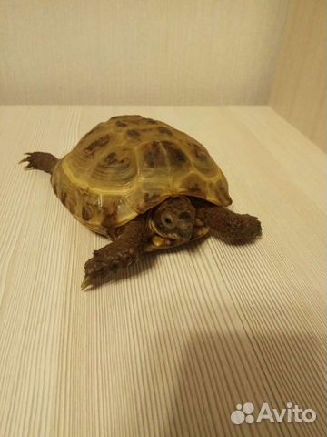 Черепаха сухопутная самец