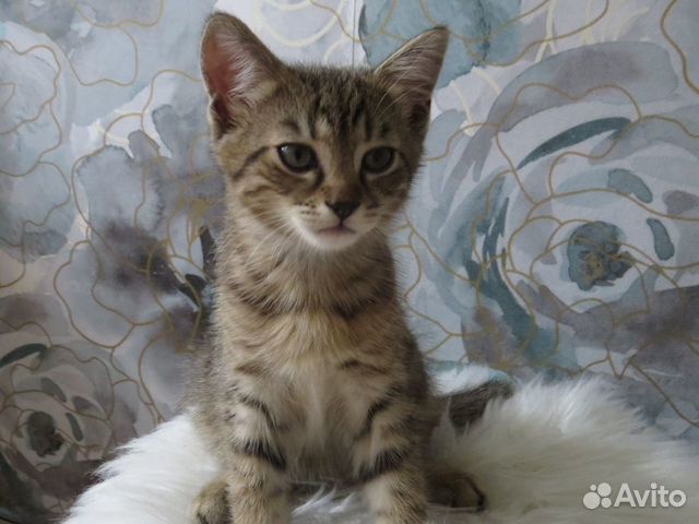 Котята русской сибирской