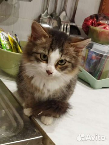 Сибирская кошка бесплатно