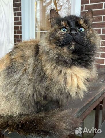 Алиса ждёт спасения с холодной и опасной улицы