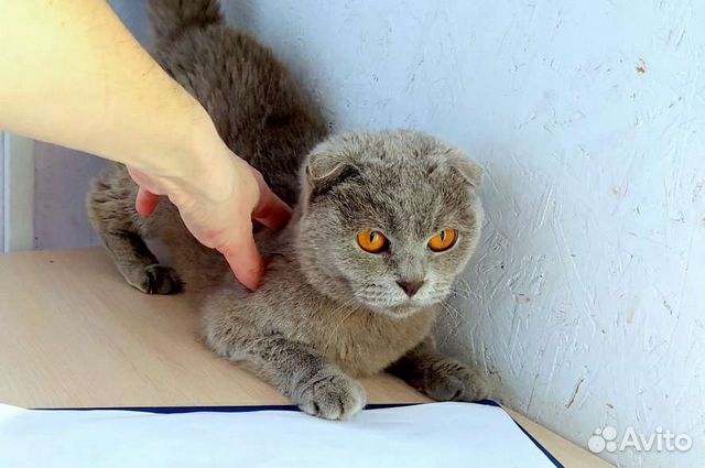 Пандора, лиловая красавица с янтарными глазами, 1