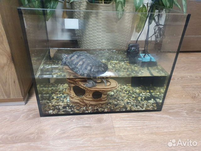 Красноухая черепаха бесплатно