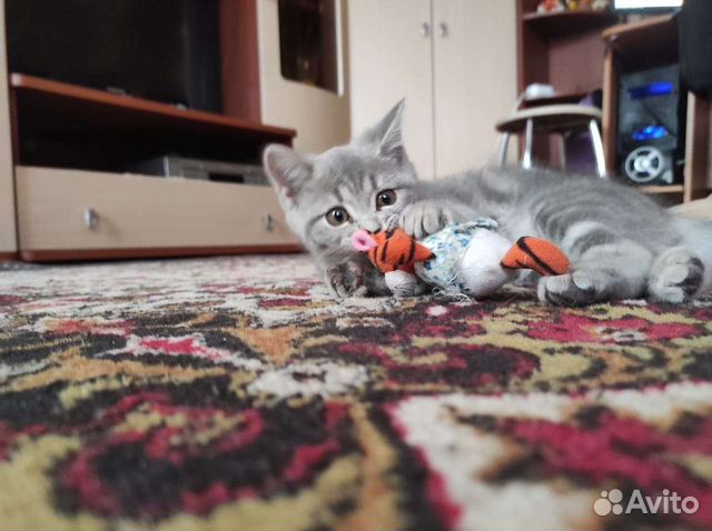 Кошечка шотландская