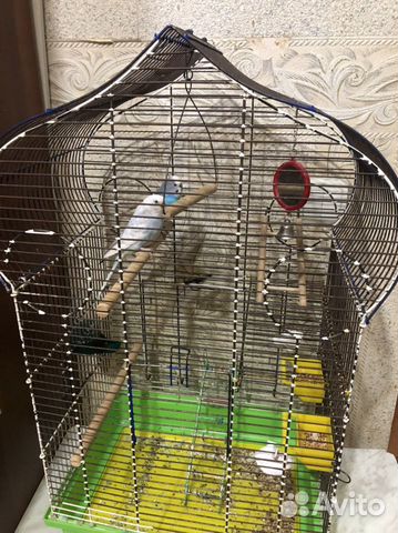 2 попугая с клеткой