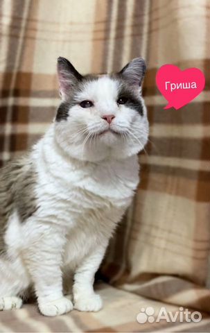 Самый замечательный кот в мире
