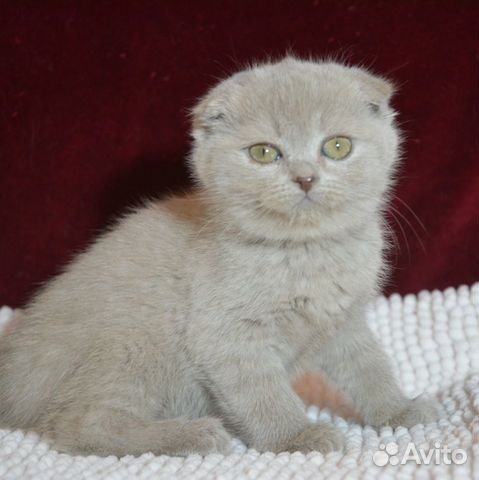 Лиловая вислоухая девочка