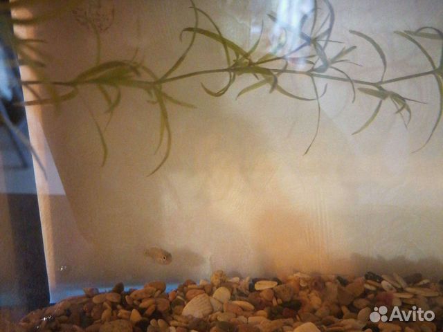 Малек хромис красавец отдам