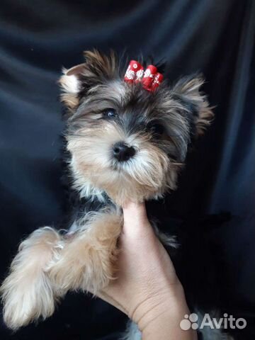 Йоркширский терьер девуличка