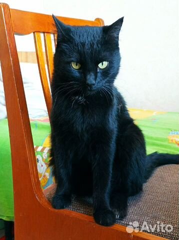 Молодая кошка ищет дом