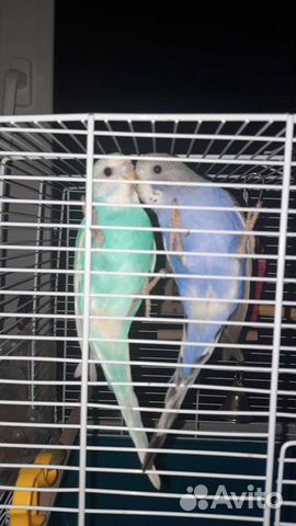 Волнистый попугай ручной 2 самки