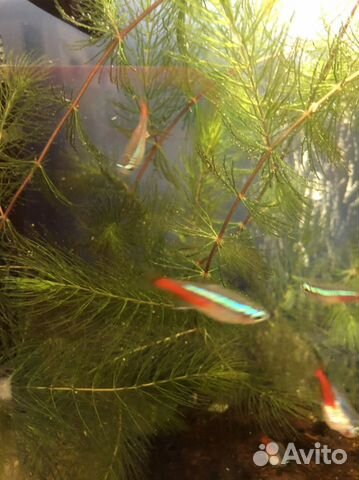 Аквариумные рыбки неоны