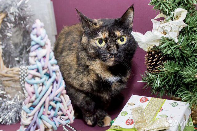 Плюшечка-пампушечка Тоффи ищет дом