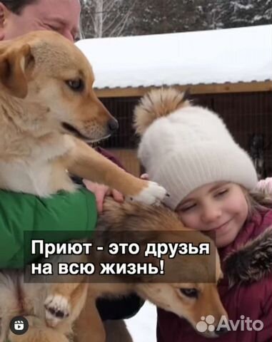 Приходите на прогулку с собаками в приют