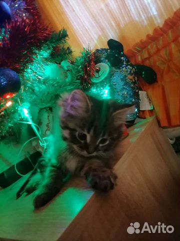 Отдам кота в добрые руки помесь