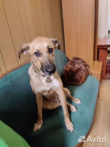 Собака в добрые руки щенок