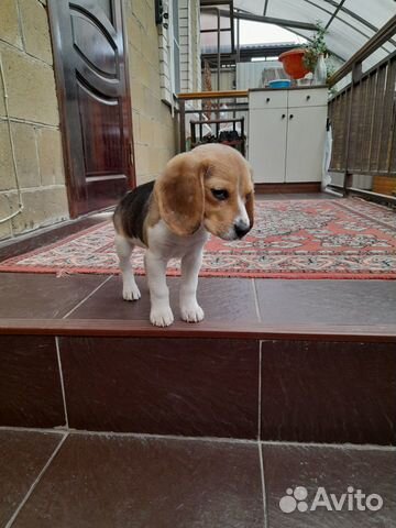 Щенки бигль