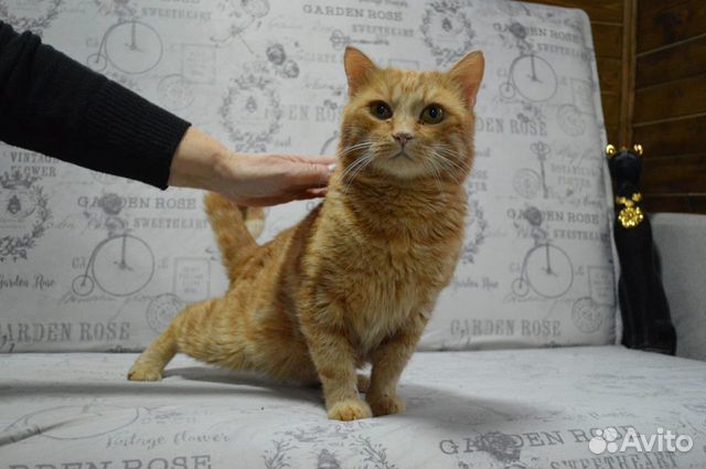 Котик в добрые руки